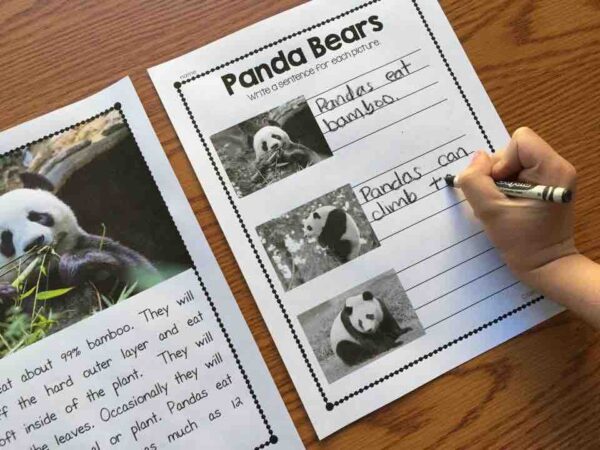 Nonfiction Panda Activities - Simply Kinder