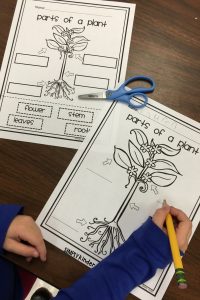 Parts Of A Plant Free Printable - Simply Kinder