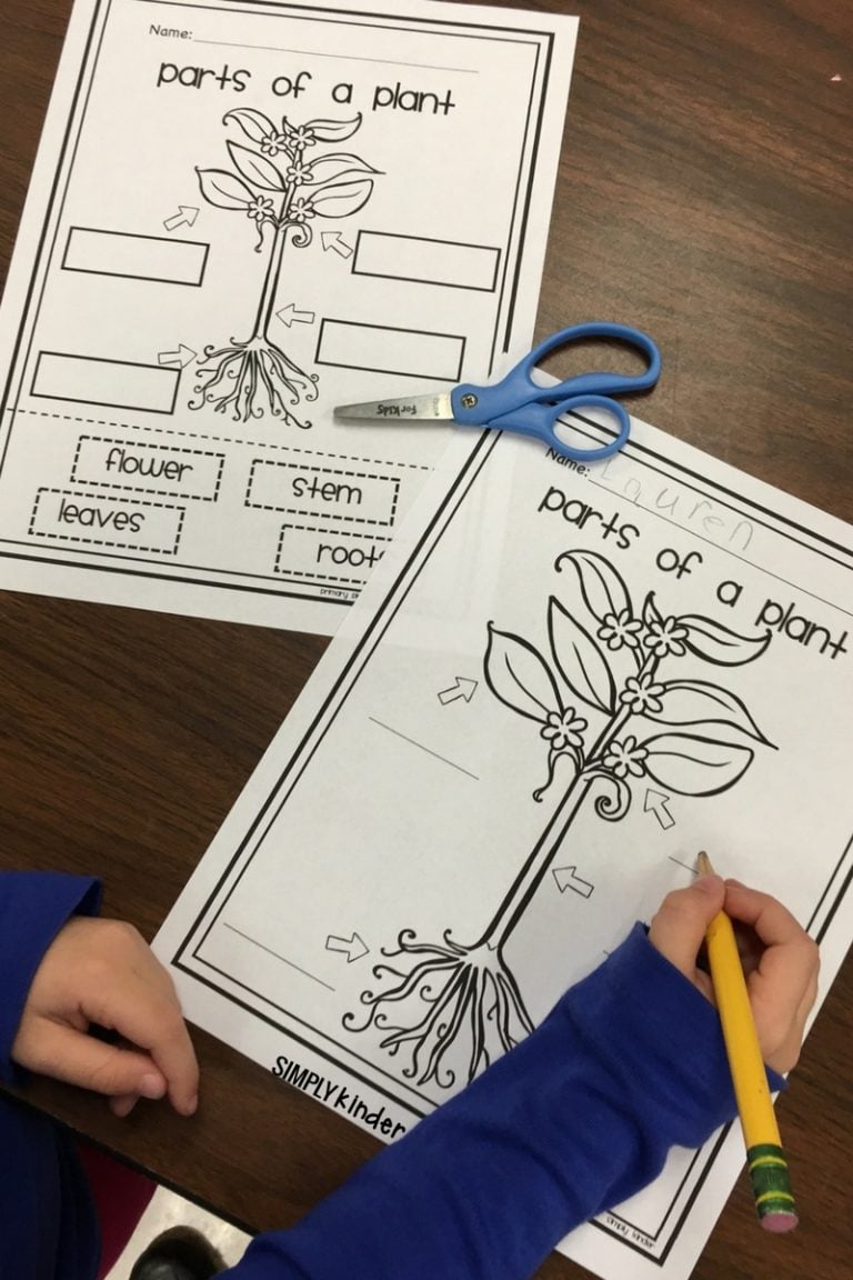 Parts Of A Plant Free Printable - Simply Kinder