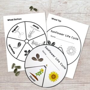 19 Creative Resources to Help You Plan A Plant Science Unit - Simply Kinder