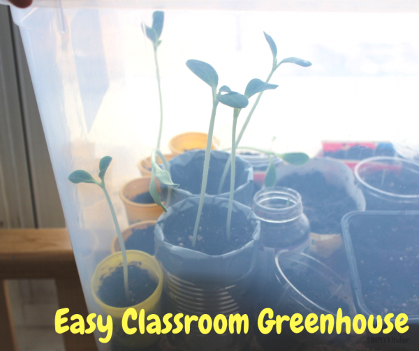 Easy Classroom Greenhouse - Simply Kinder