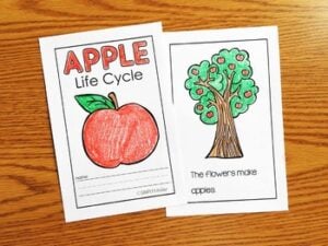 Apple Life Cycle & Johnny Appleseed Reader - Apples Kindergarten ...