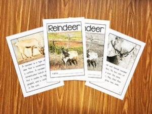 Reindeer Nonfiction Book with Activities - Simply Kinder