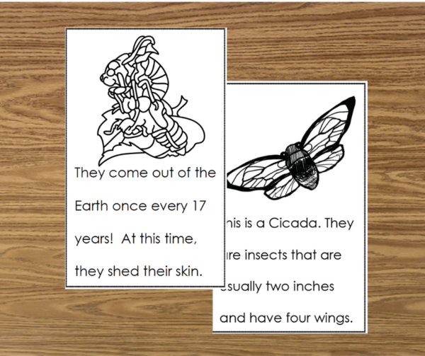 All About Cicadas Book: Free Easy Reader - Simply Kinder