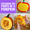 Parts of a Pumpkin Exploration - Simply Kinder