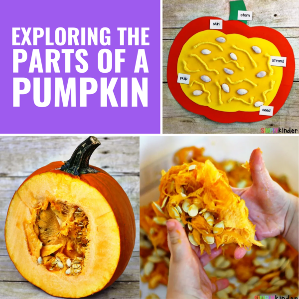 Parts of a Pumpkin Exploration - Simply Kinder