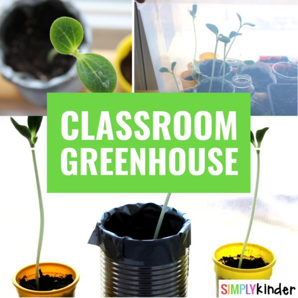 Easy Classroom Greenhouse - Simply Kinder