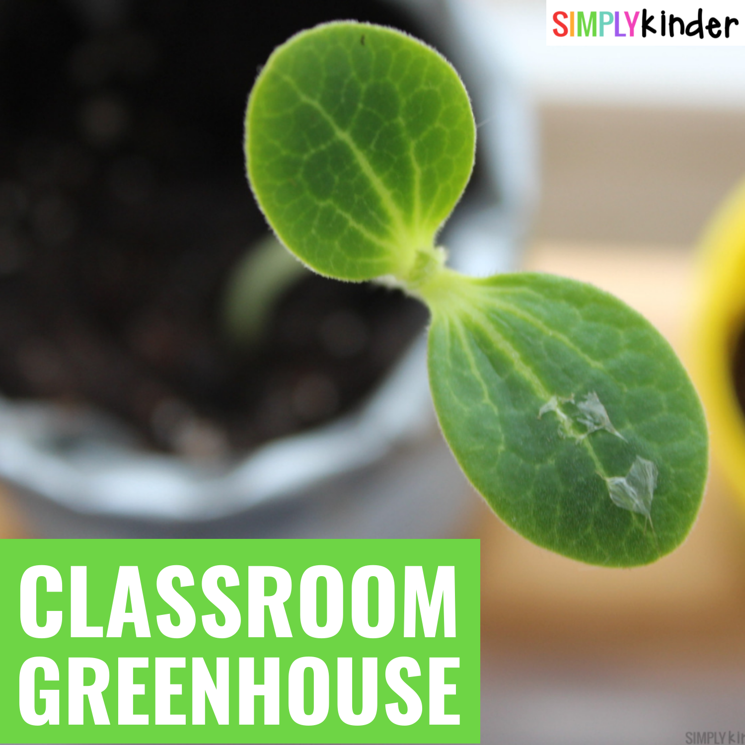 Easy Classroom Greenhouse - Simply Kinder