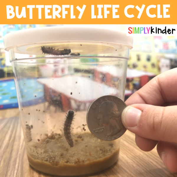 Butterfly Life Cycle - Simply Kinder