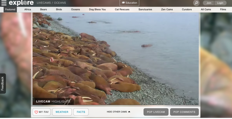 Arctic Animals Virtual Field Trip - Simply Kinder