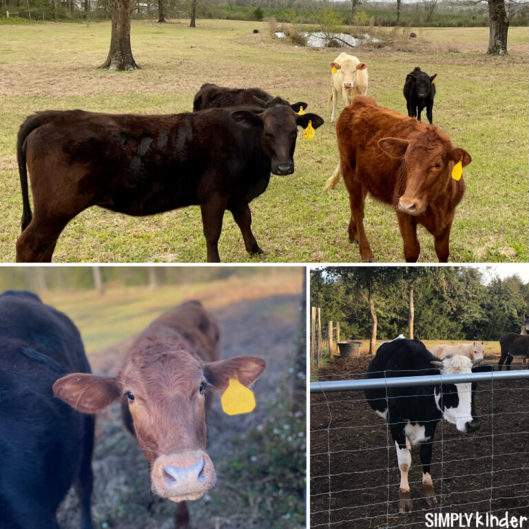 Farm Virtual Field Trip - Simply Kinder