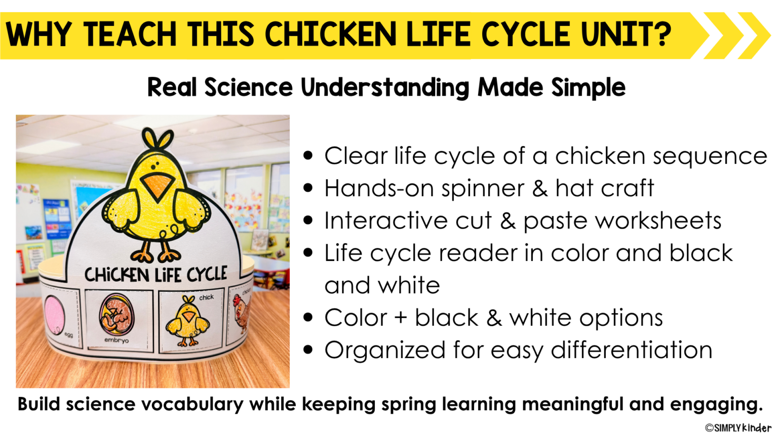 Chicken Life Cycle Activities, Life Cycle of a Chicken Reader ...