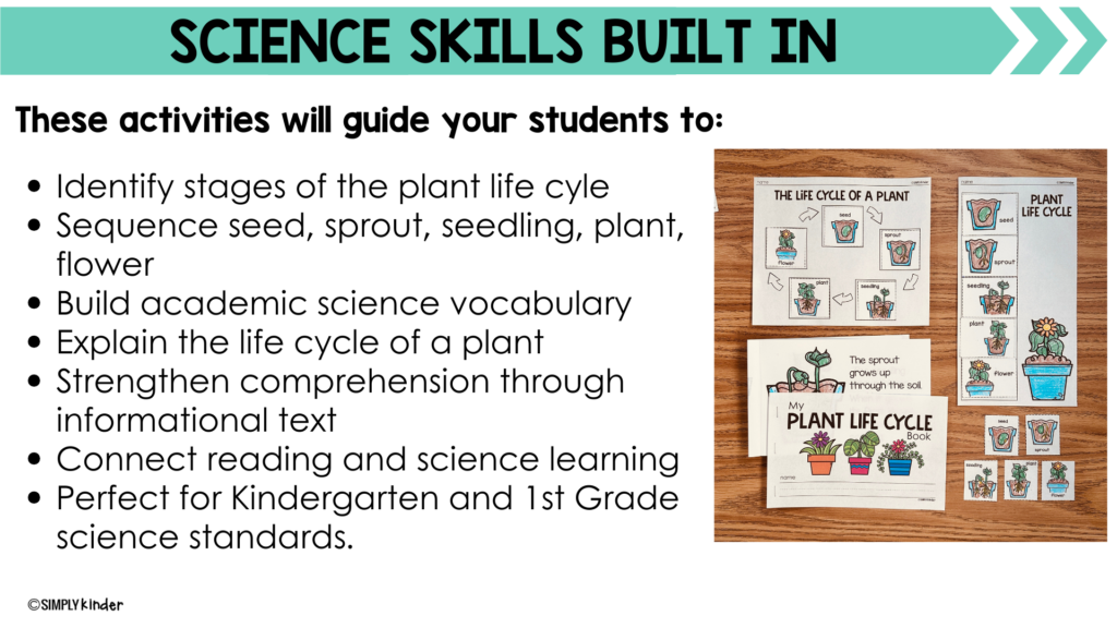 Plant Life Cycle Activities, Life Cycle of a Plant Reader, Worksheet ...