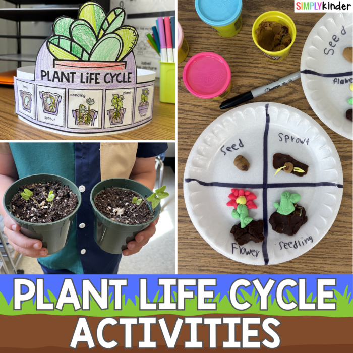 Plant Life Cycle Activities - Simply Kinder
