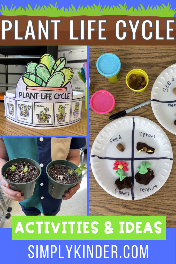 Plant Life Cycle Activities - Simply Kinder