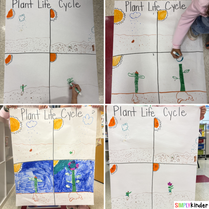 Plant Life Cycle Activities - Simply Kinder
